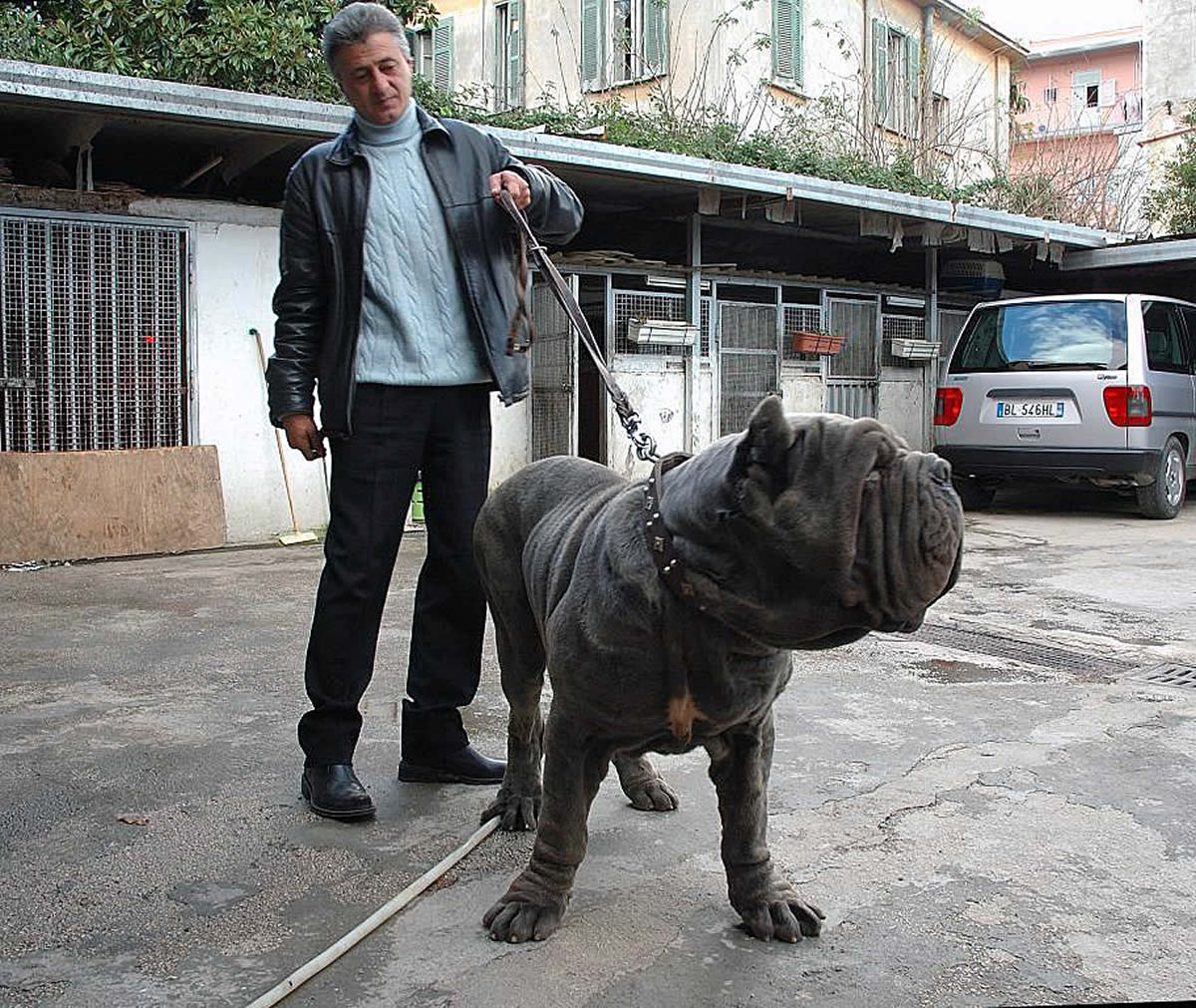 Neapolitan Mastiff Breeder: Patrizio De Vitale