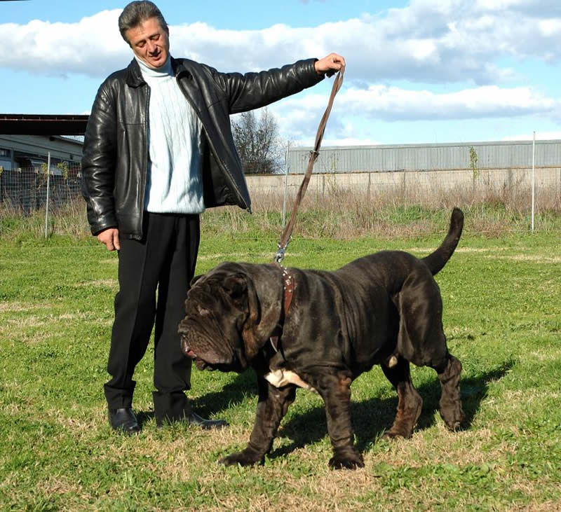 Neapolitan Mastiff Breeder: Patrizio De Vitale