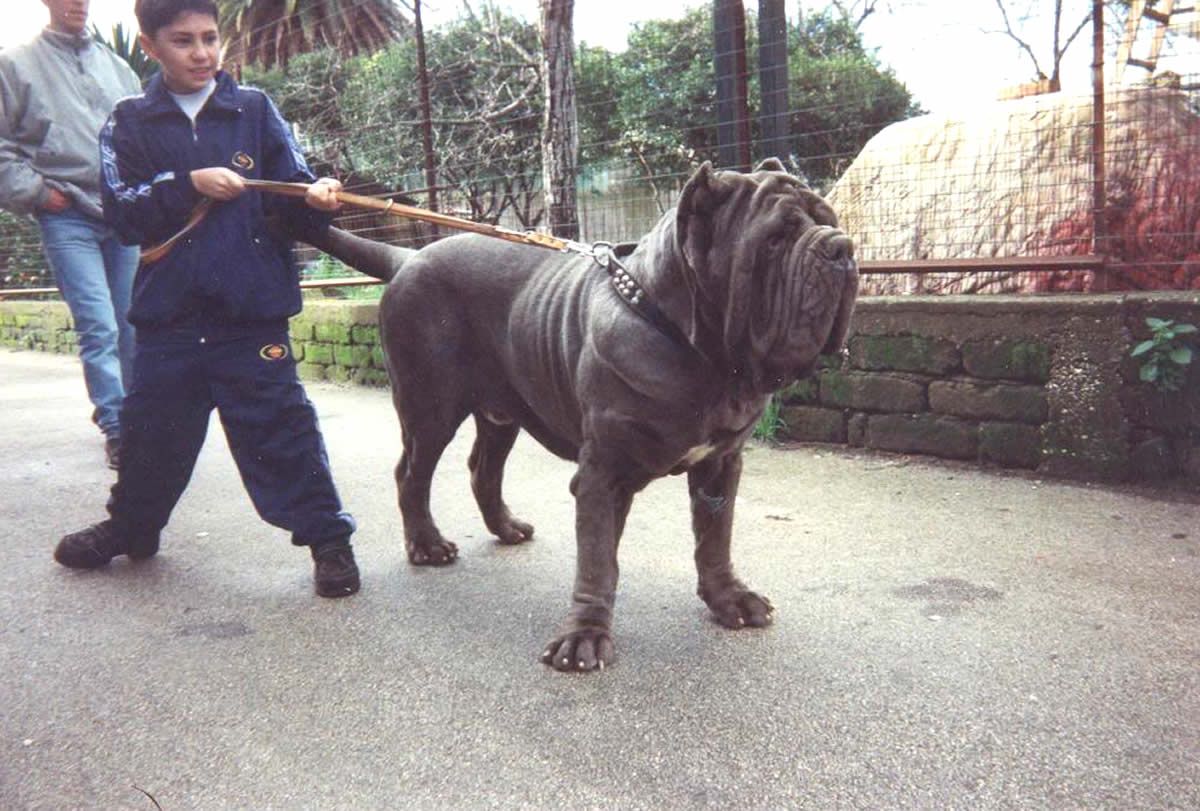 Neapolitan Mastiff Breeder: Patrizio De Vitale