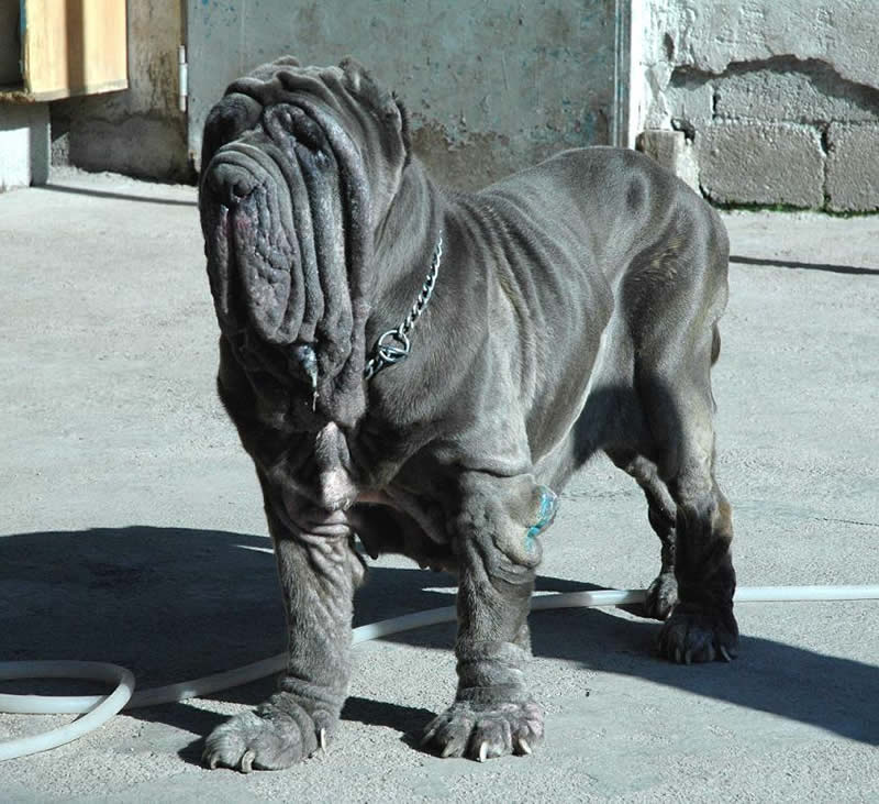 Neapolitan Mastiff Breeder: Patrizio De Vitale