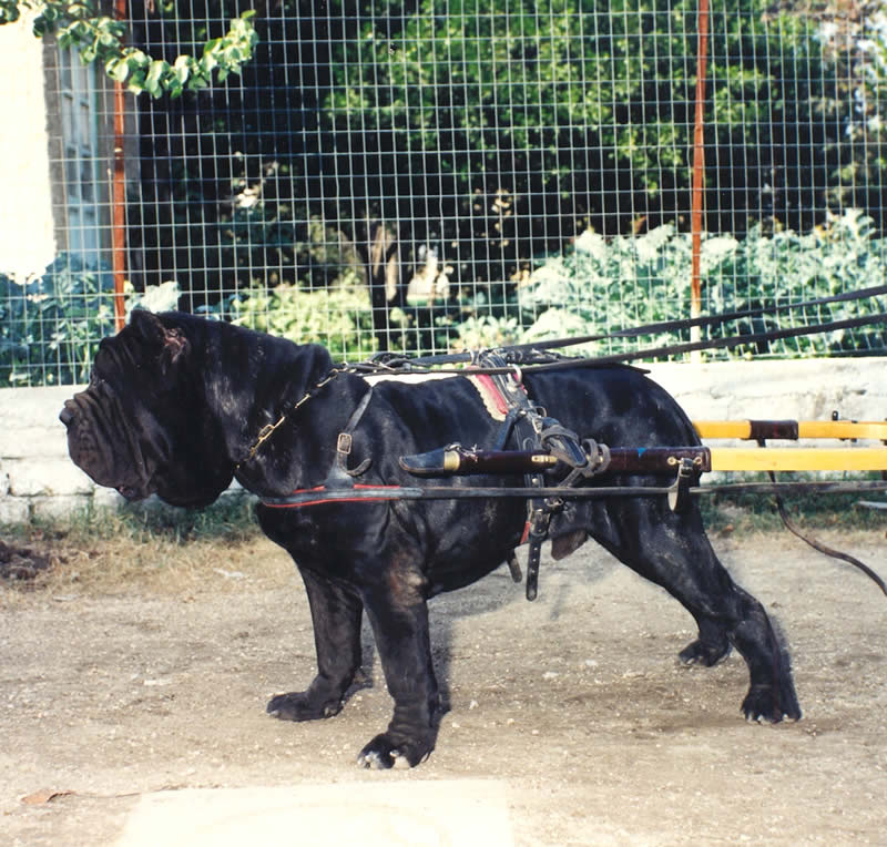 Neapolitan Mastiff Breeder: Patrizio De Vitale