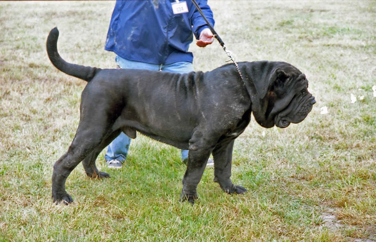 Neapolitan Mastiff Breeder: Patrizio De Vitale