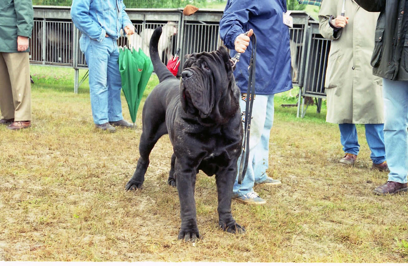Neapolitan Mastiff Breeder: Patrizio De Vitale