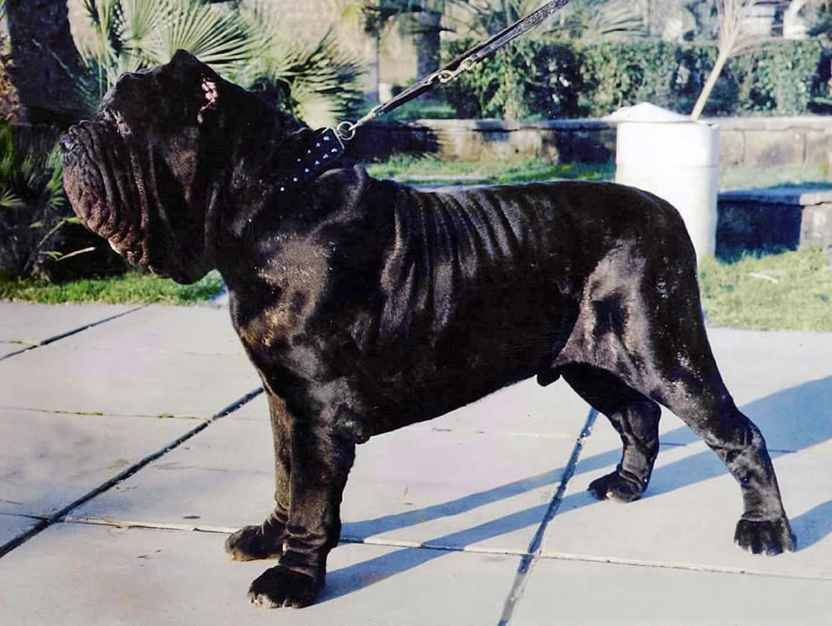 Neapolitan Mastiff Breeder: Patrizio De Vitale