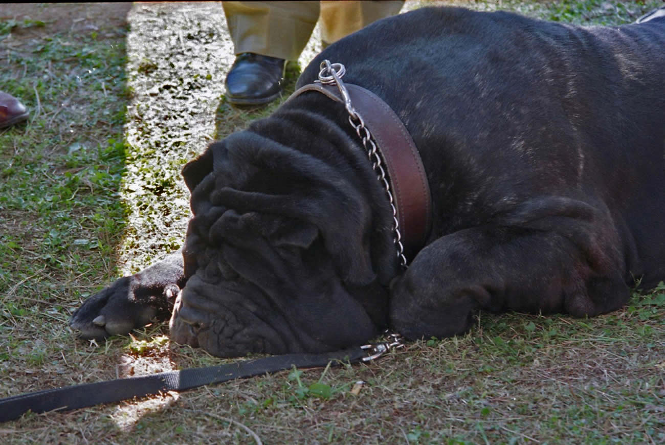 Neapolitan Mastiff Breeder: Patrizio De Vitale